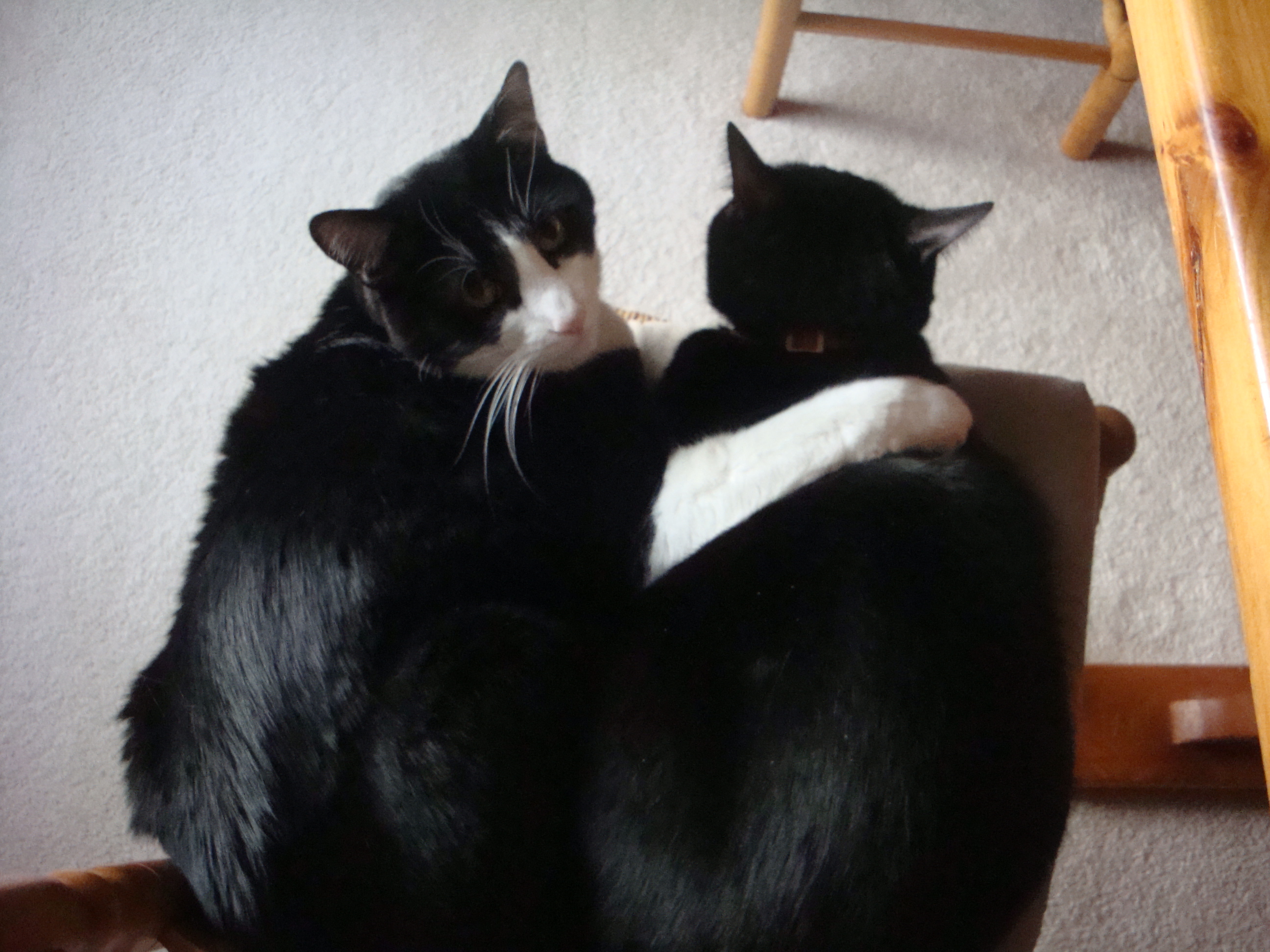 What is a Cat? – Cat a(s) Tonic