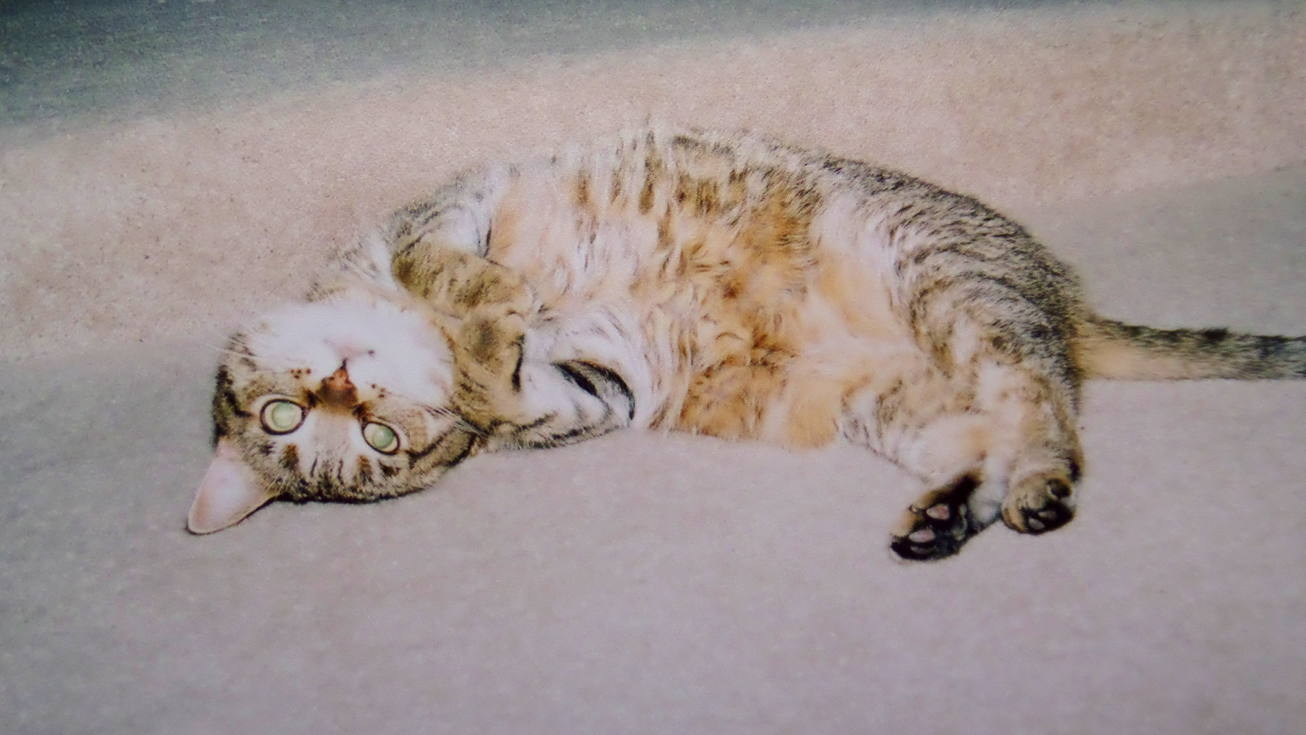 What is a Cat? – Cat a(s) Tonic