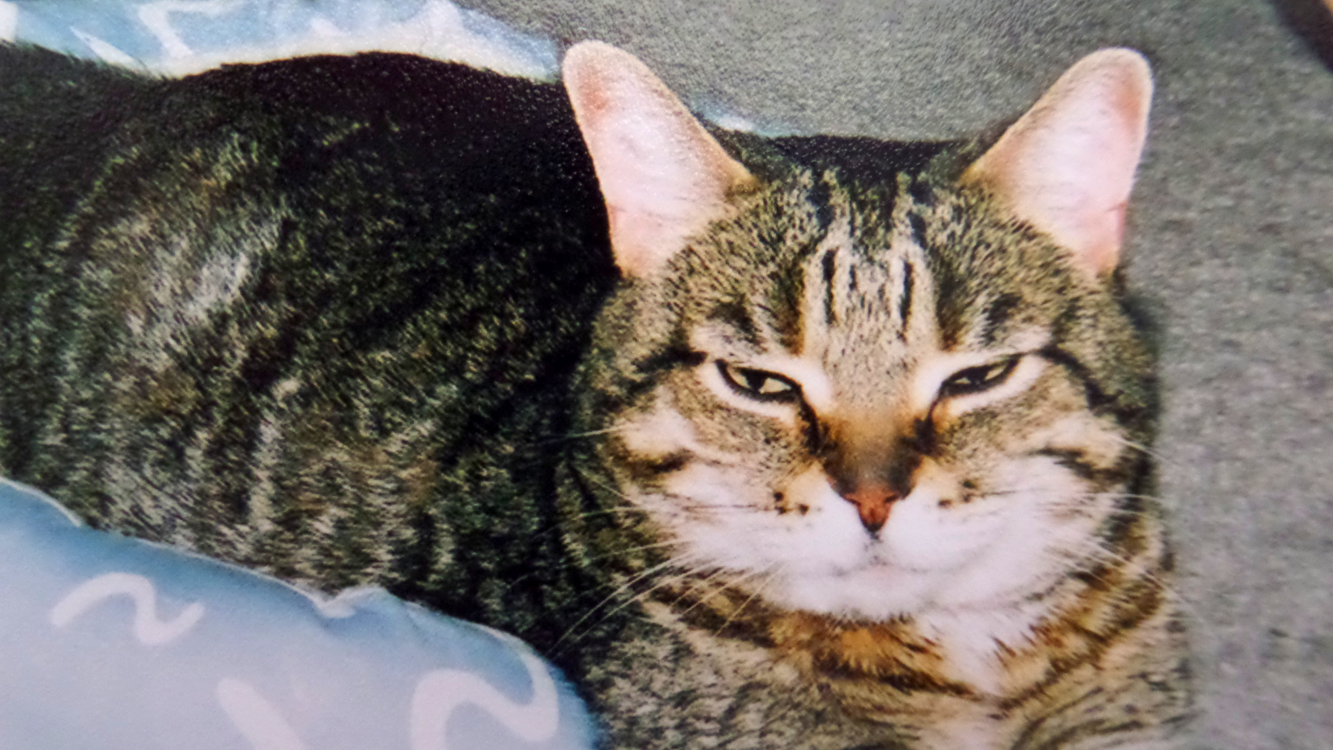 What is a Cat? – Cat a(s) Tonic