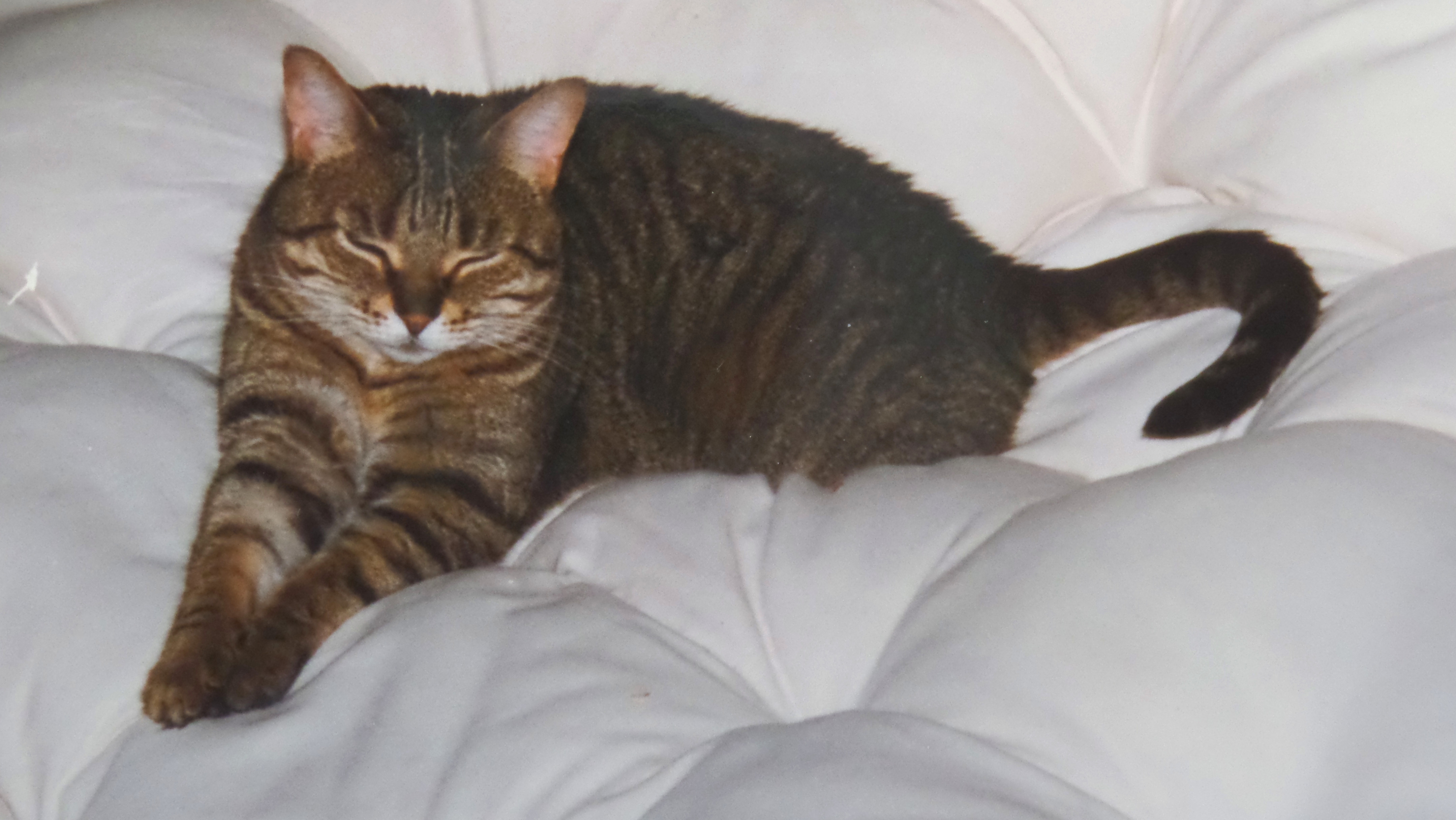 What is a Cat? – Cat a(s) Tonic