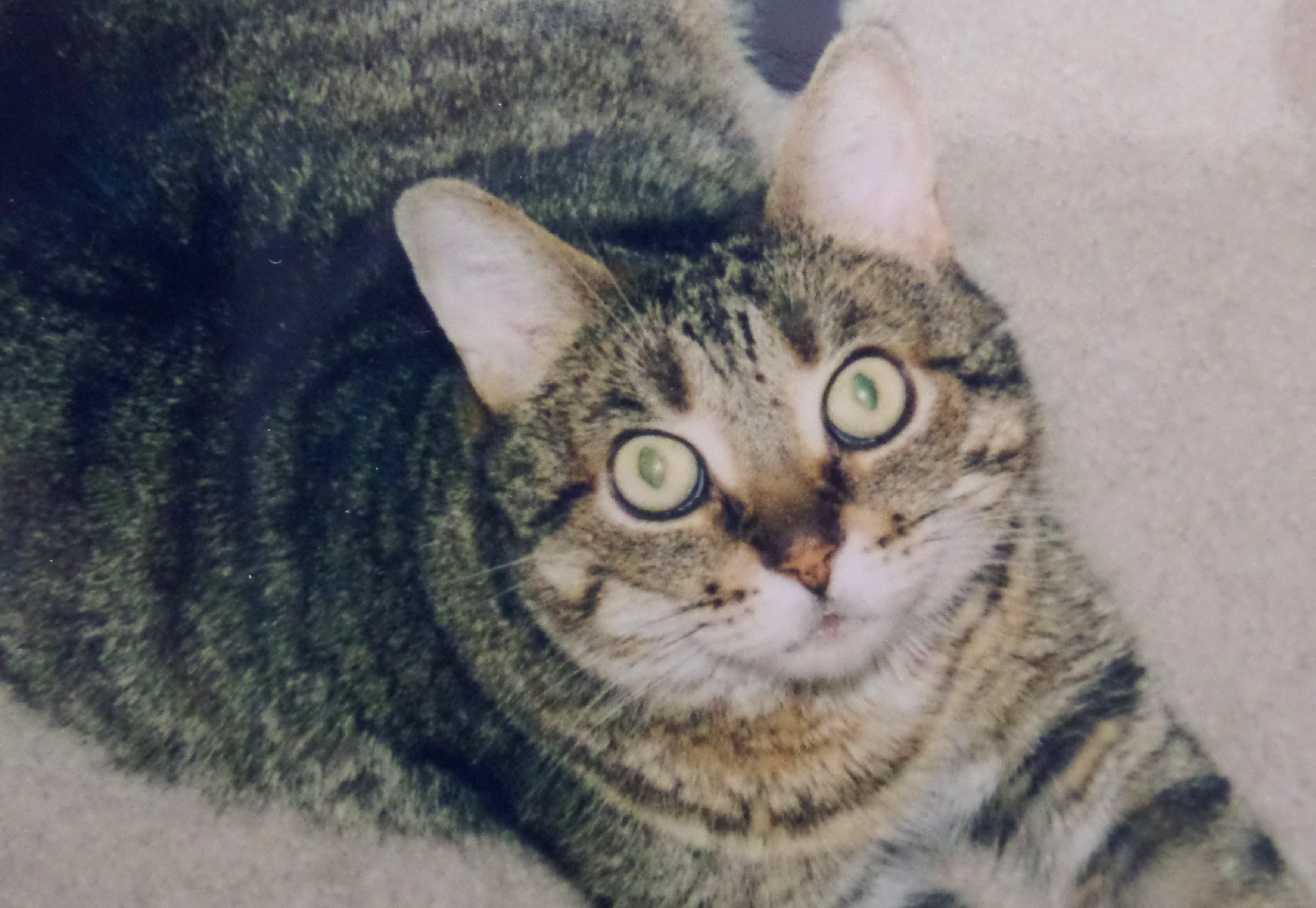 What is a Cat? – Cat a(s) Tonic