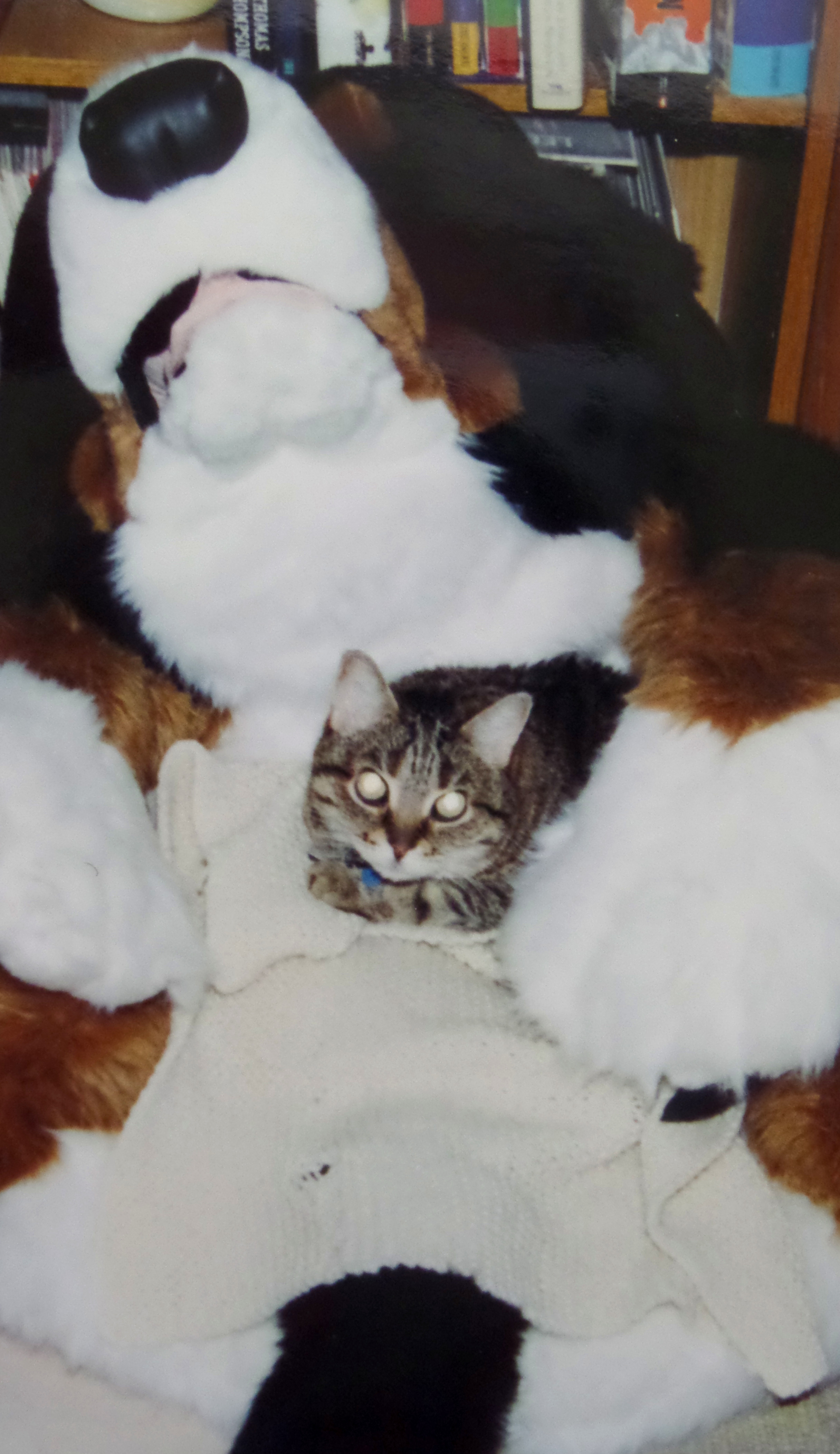 What is a Cat? – Cat a(s) Tonic