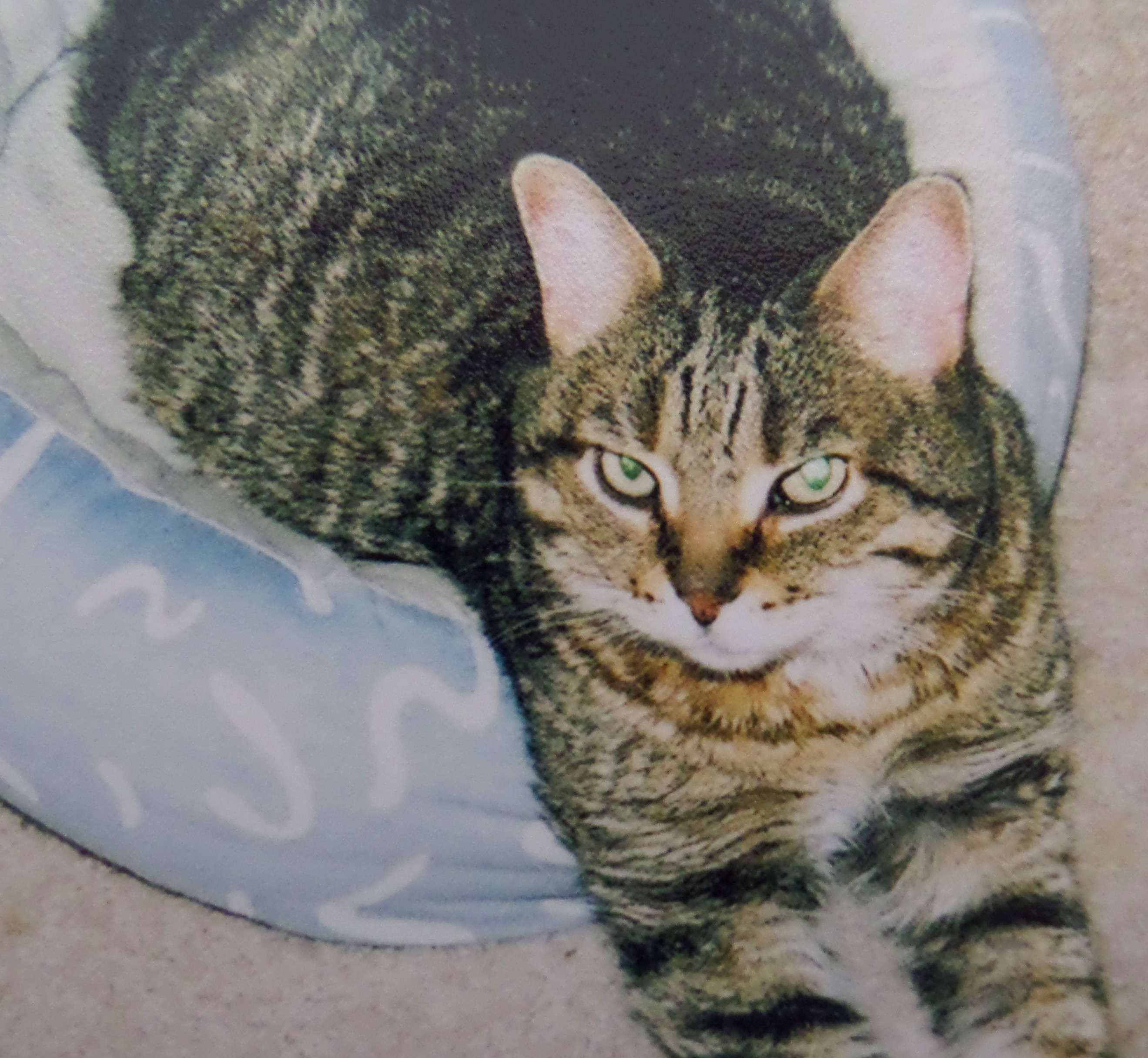 What is a Cat? – Cat a(s) Tonic