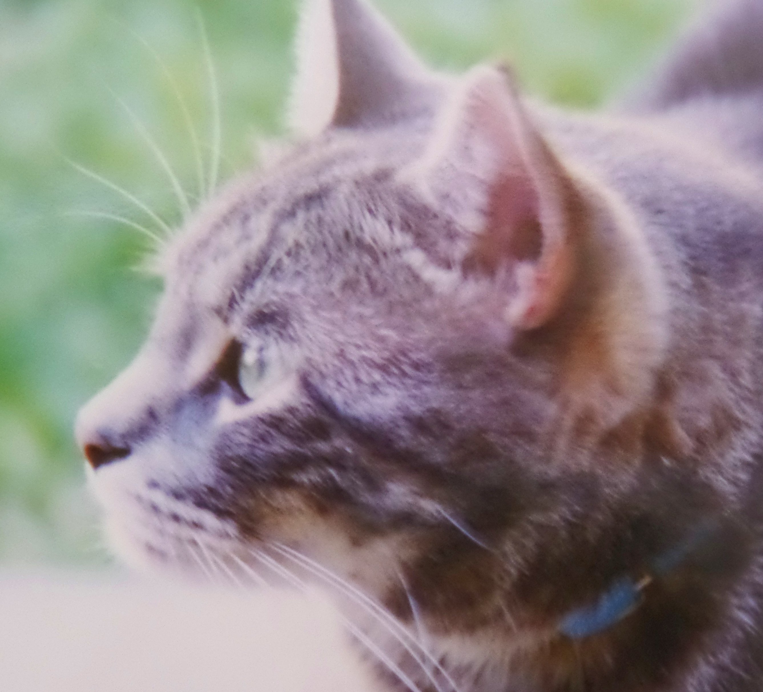 What is a Cat? – Cat a(s) Tonic