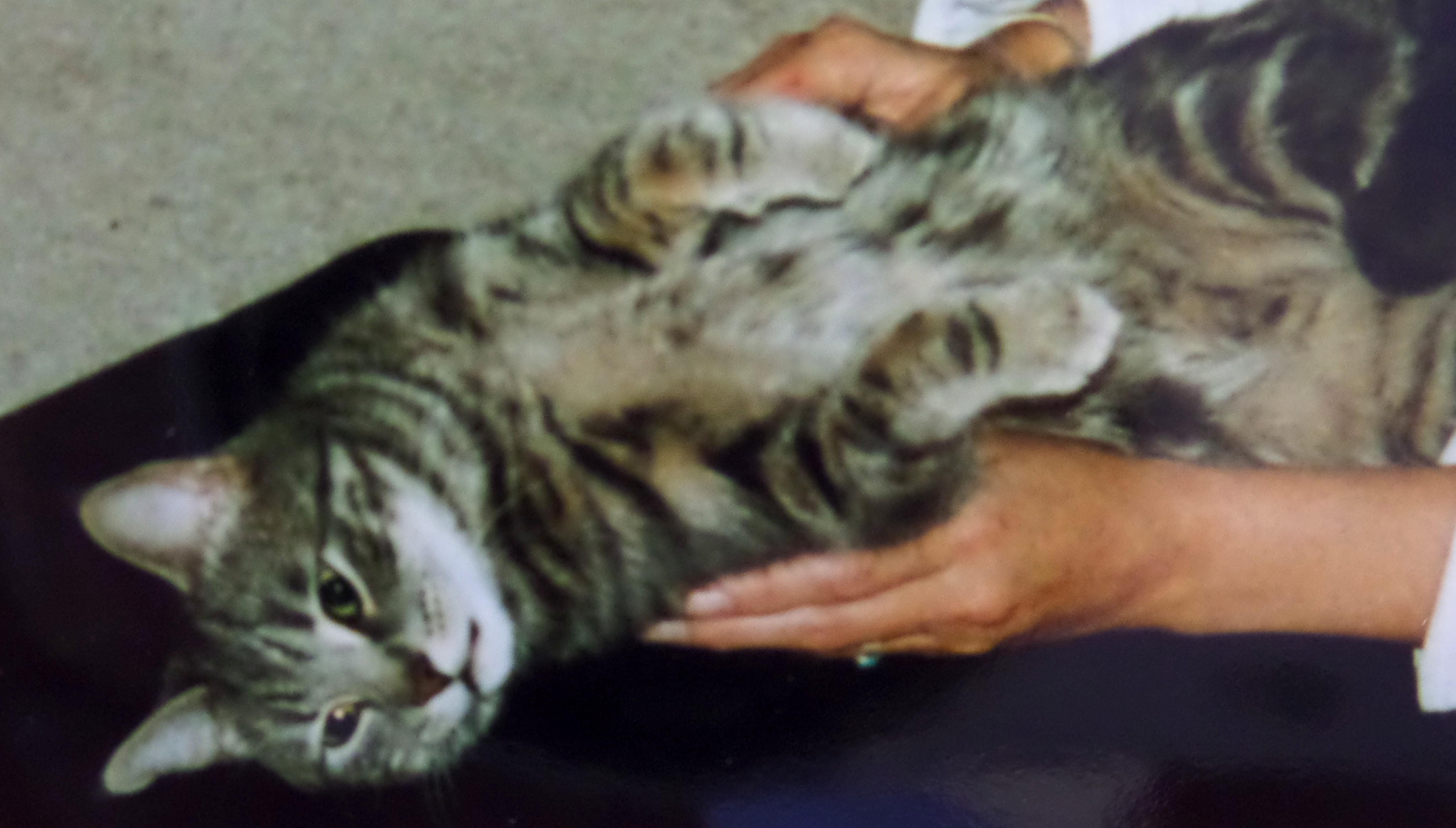 What is a Cat? – Cat a(s) Tonic