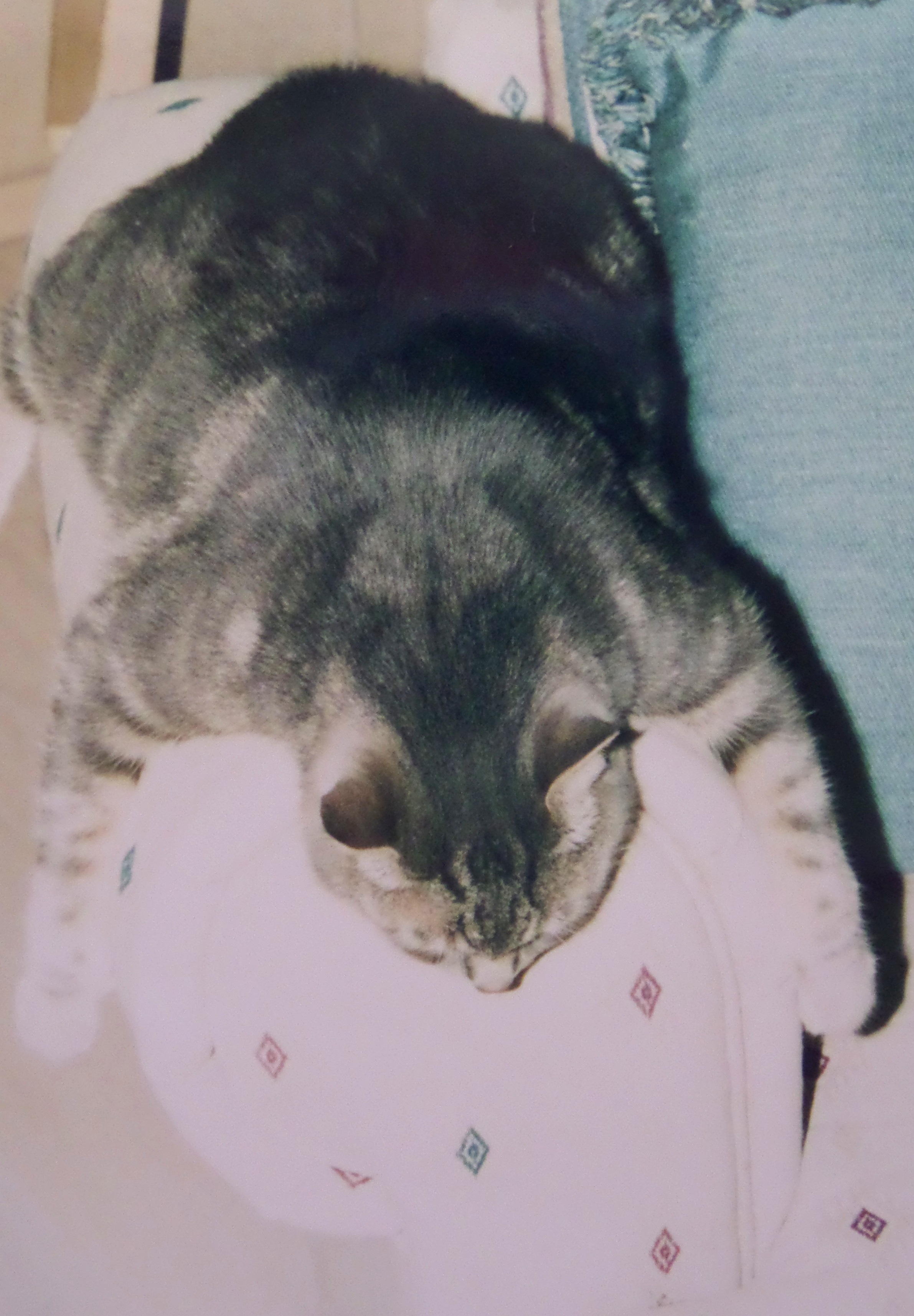 What is a Cat? – Cat a(s) Tonic