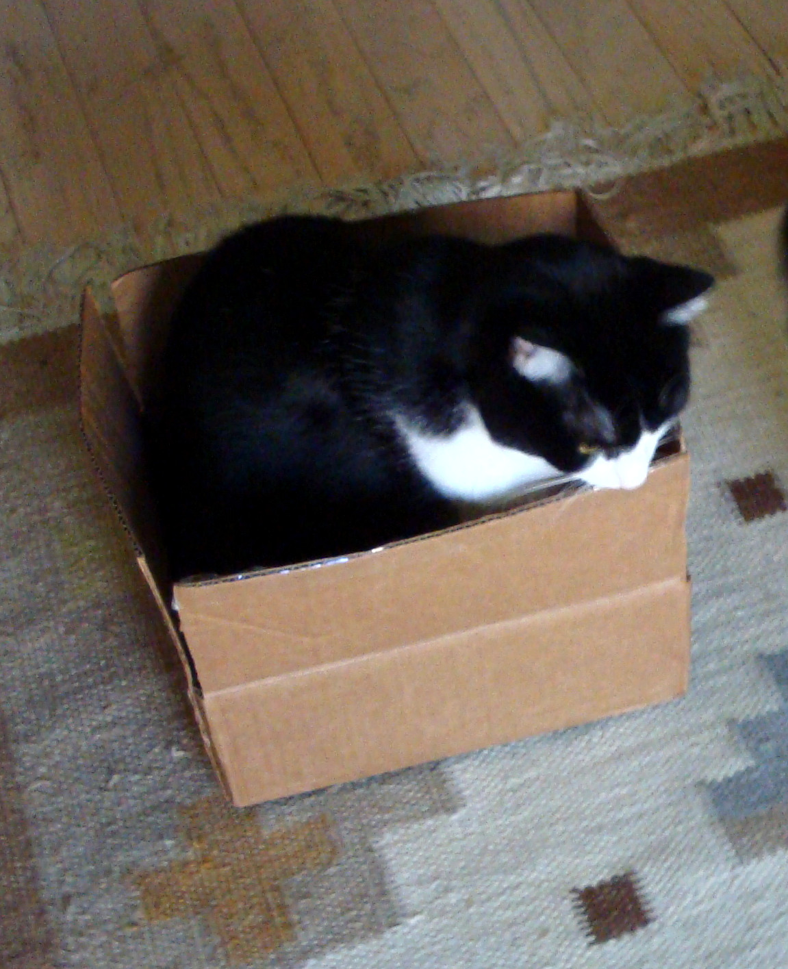 The Lure of the Box – Cat a(s) Tonic