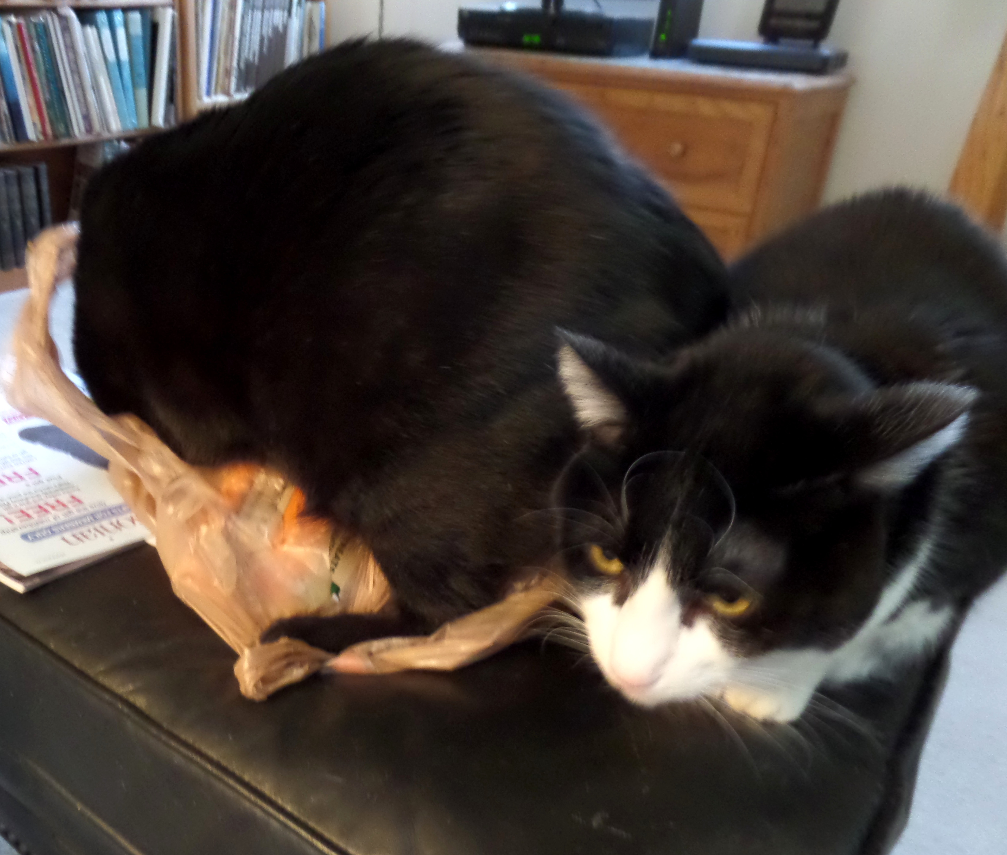 Can Cats Croon Christmas Carols? – Cat a(s) Tonic