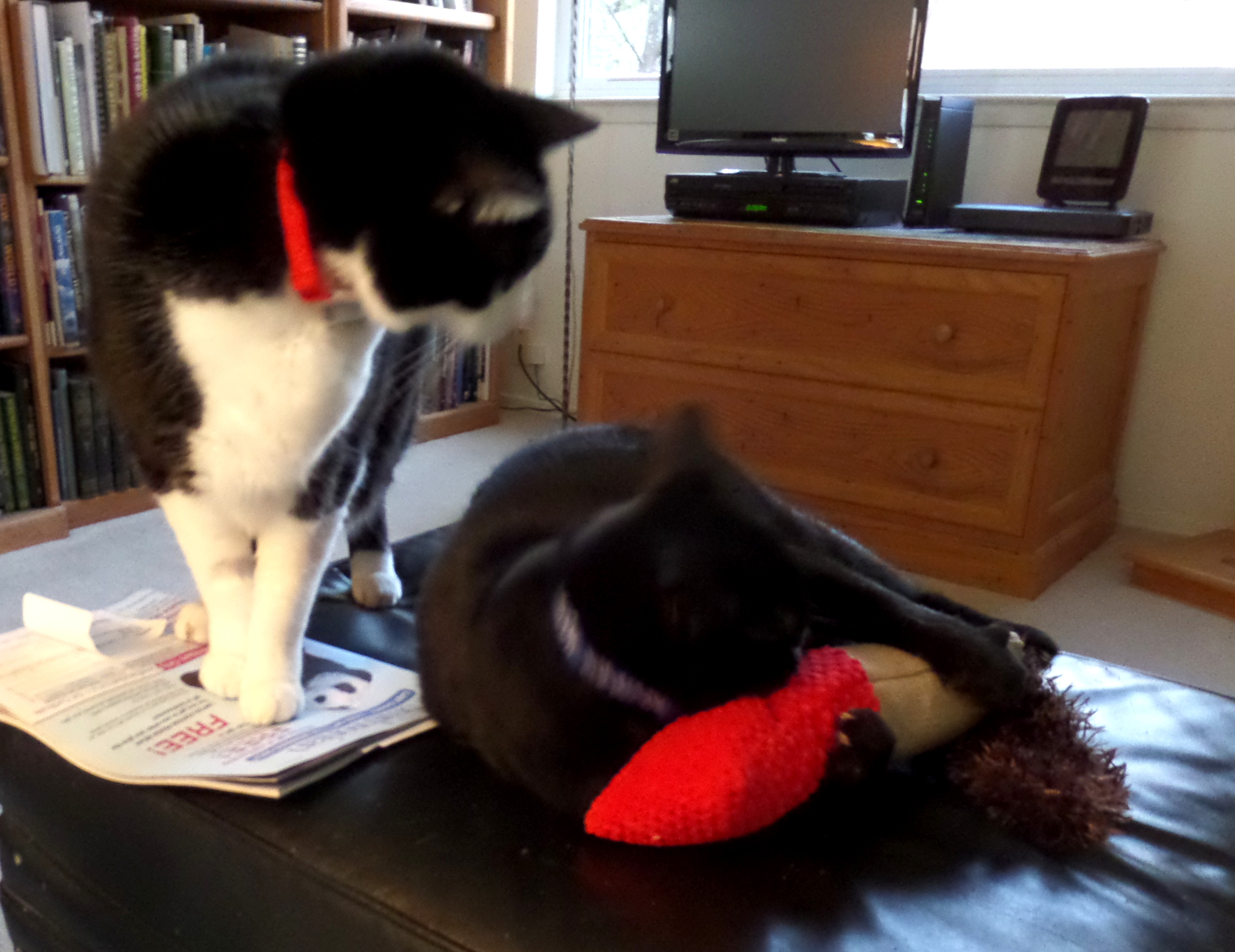 Can Cats Croon Christmas Carols? – Cat a(s) Tonic