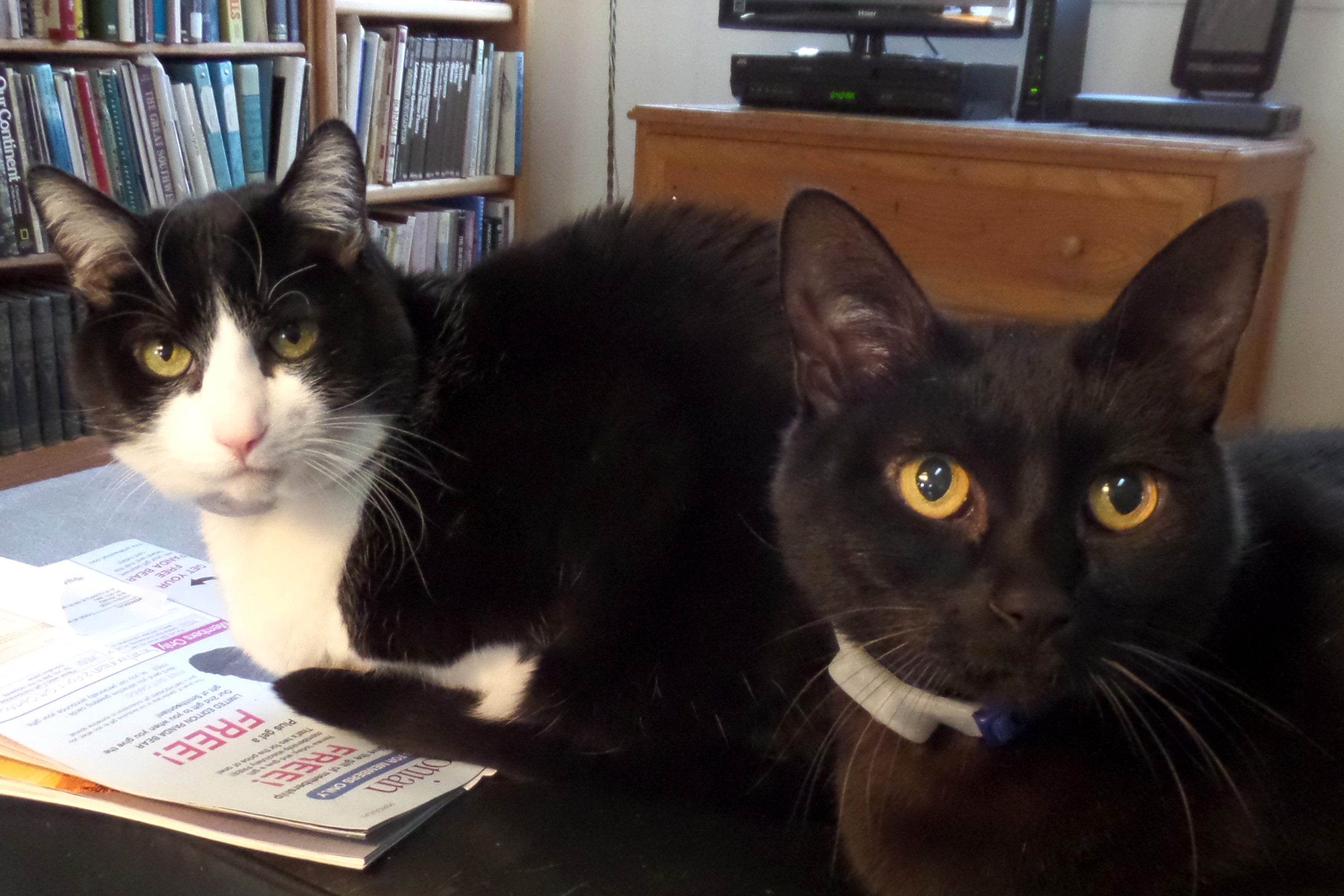 Can Cats Croon Christmas Carols? – Cat a(s) Tonic