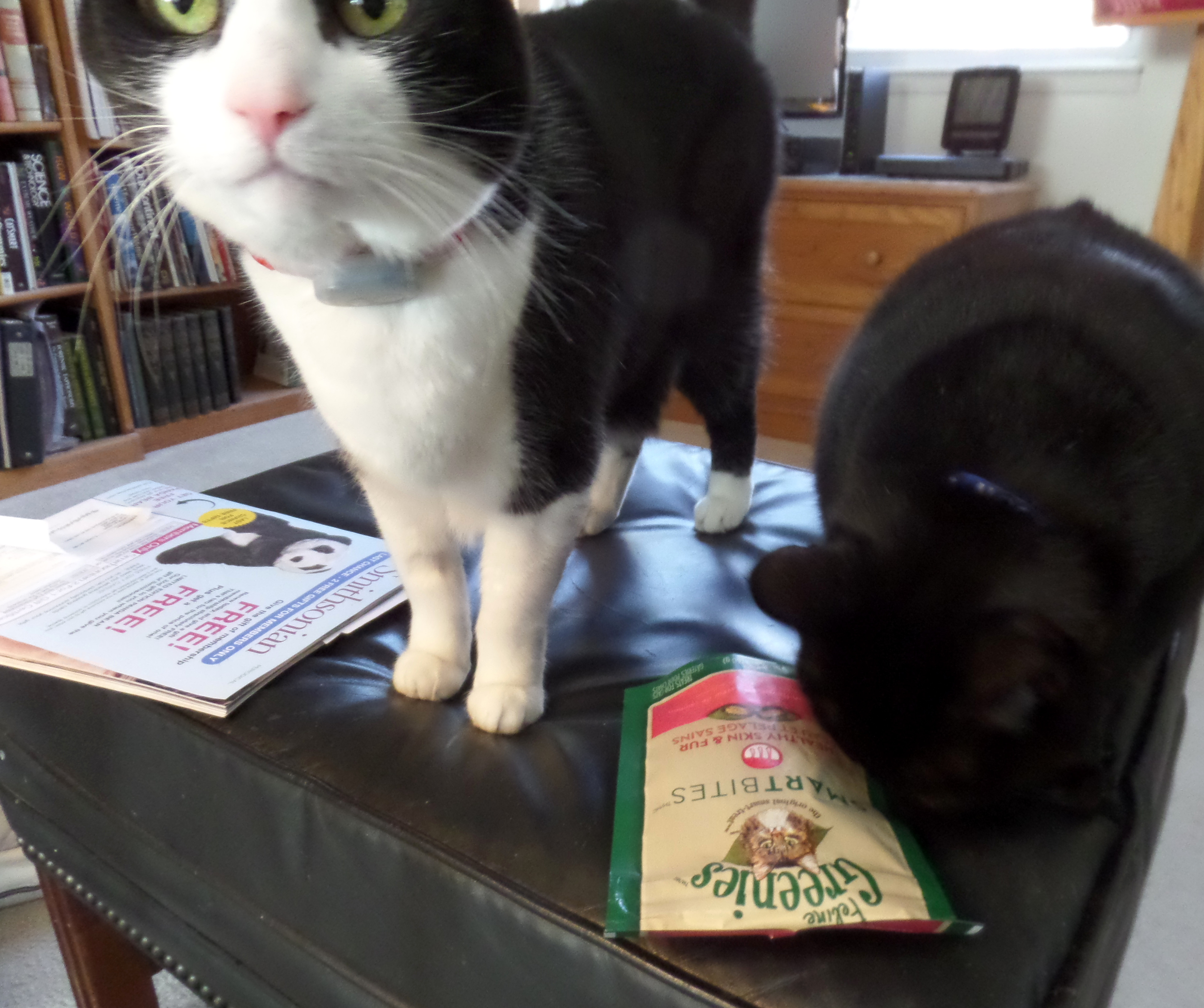 Can Cats Croon Christmas Carols? – Cat a(s) Tonic