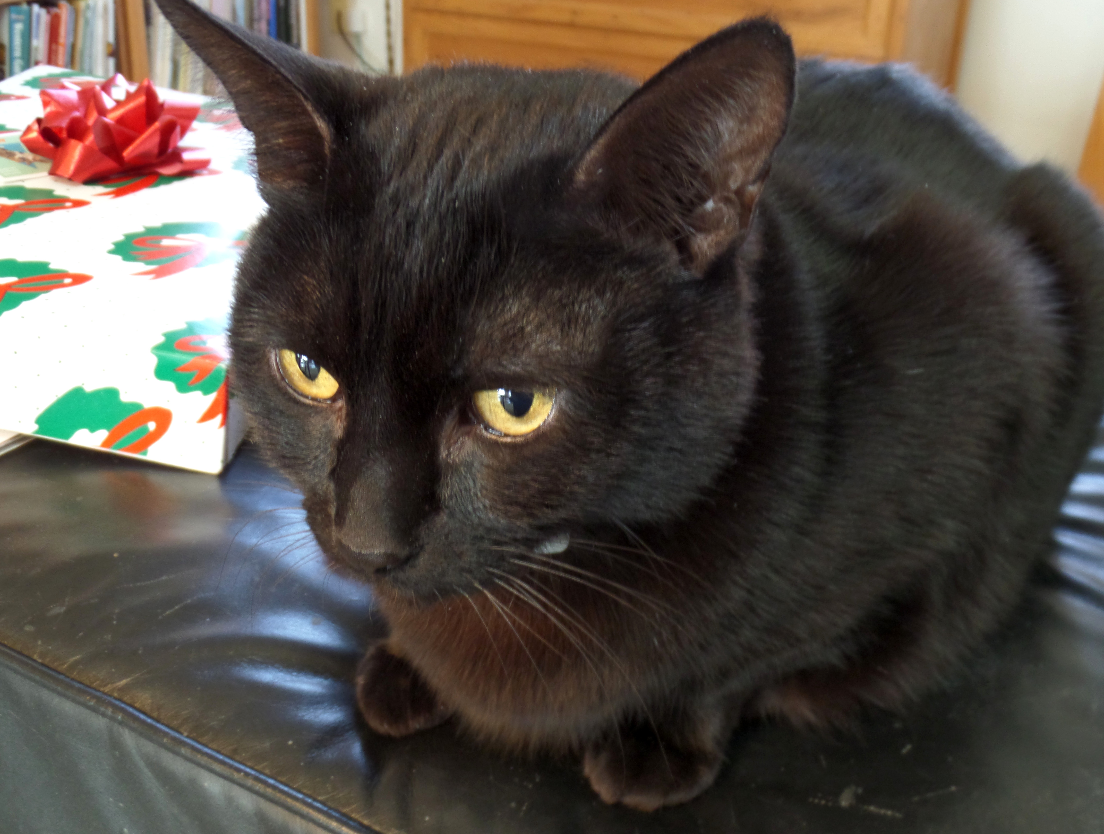 Can Cats Croon Christmas Carols? – Cat a(s) Tonic