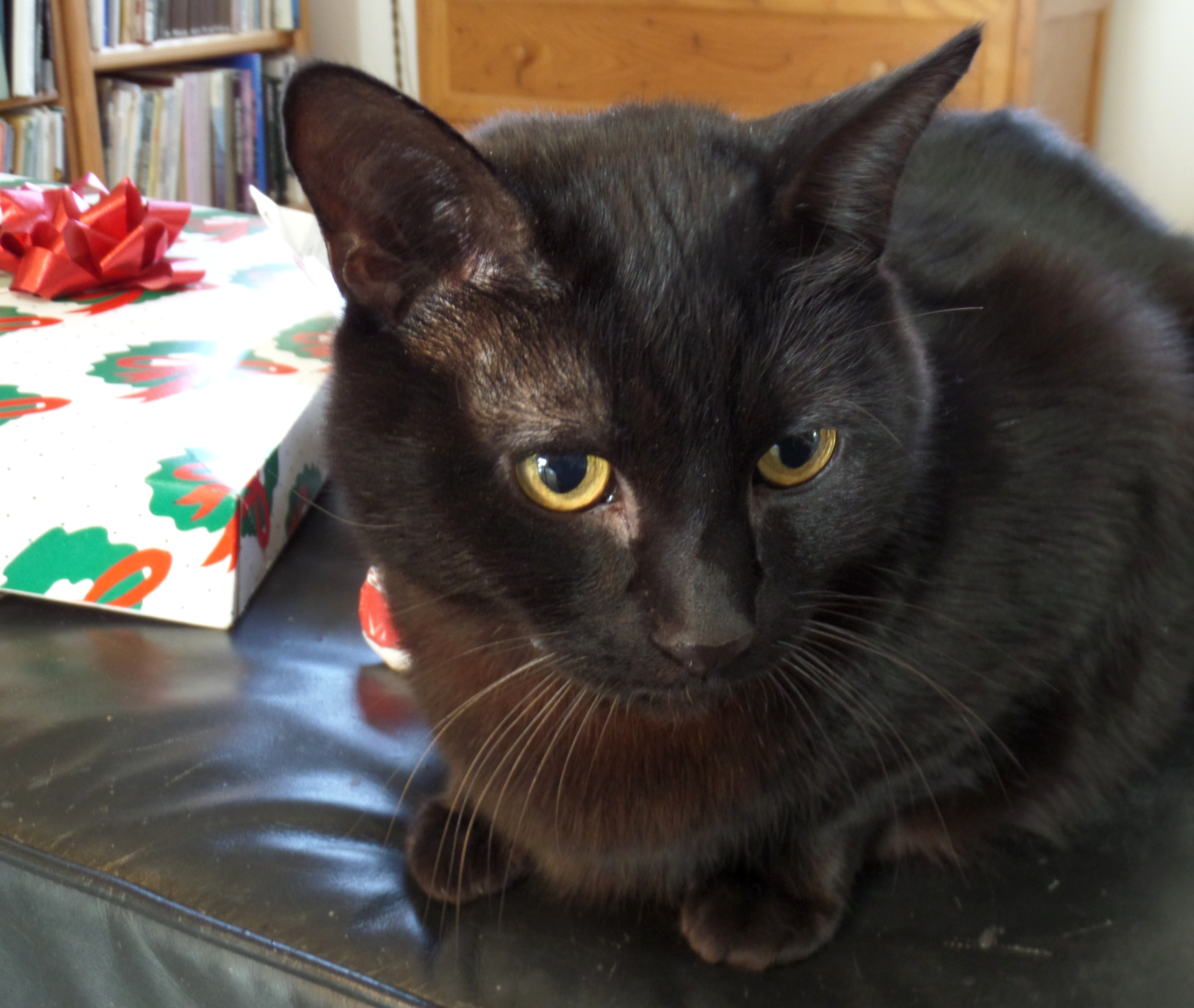 Can Cats Croon Christmas Carols? – Cat a(s) Tonic