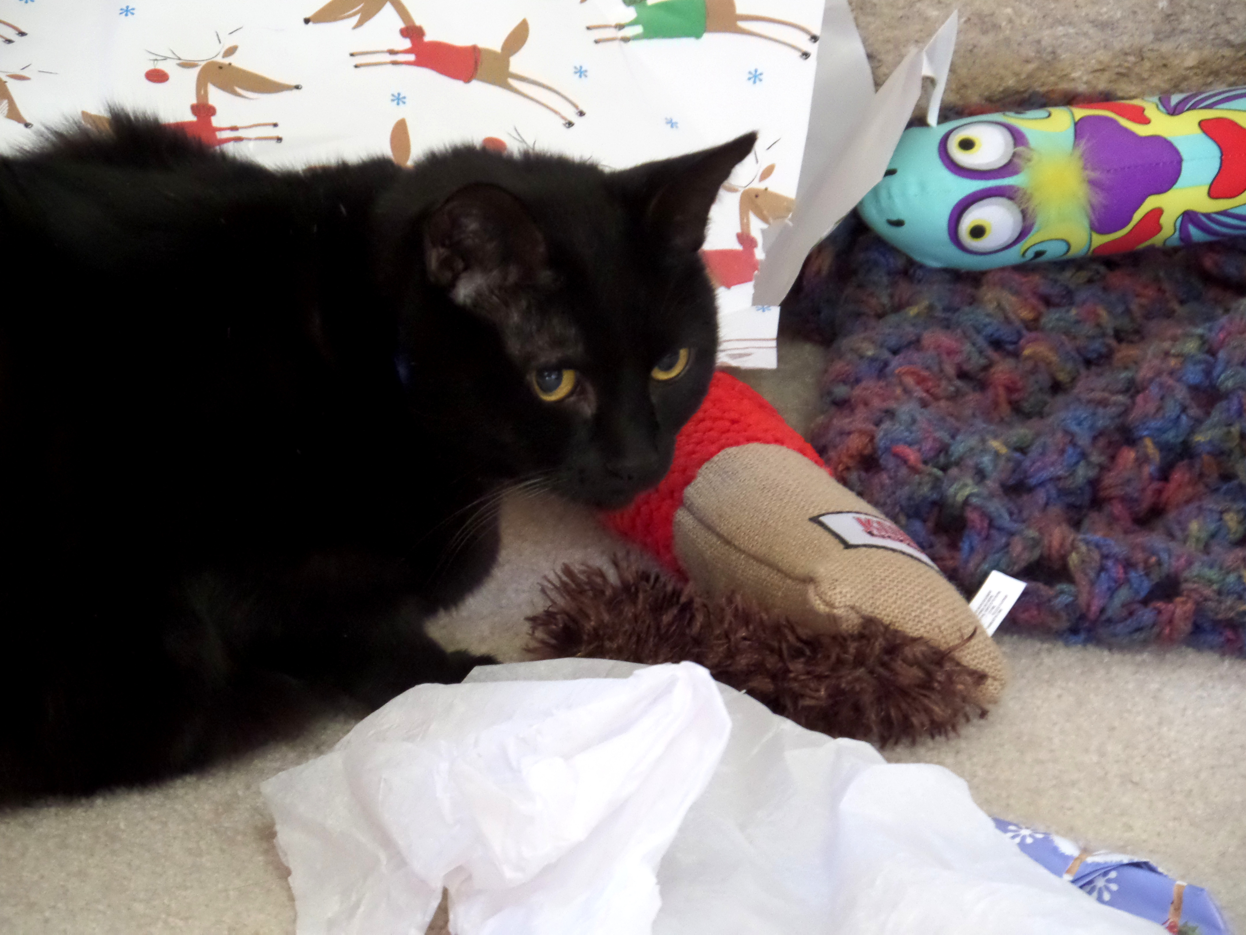 Can Cats Croon Christmas Carols? – Cat a(s) Tonic