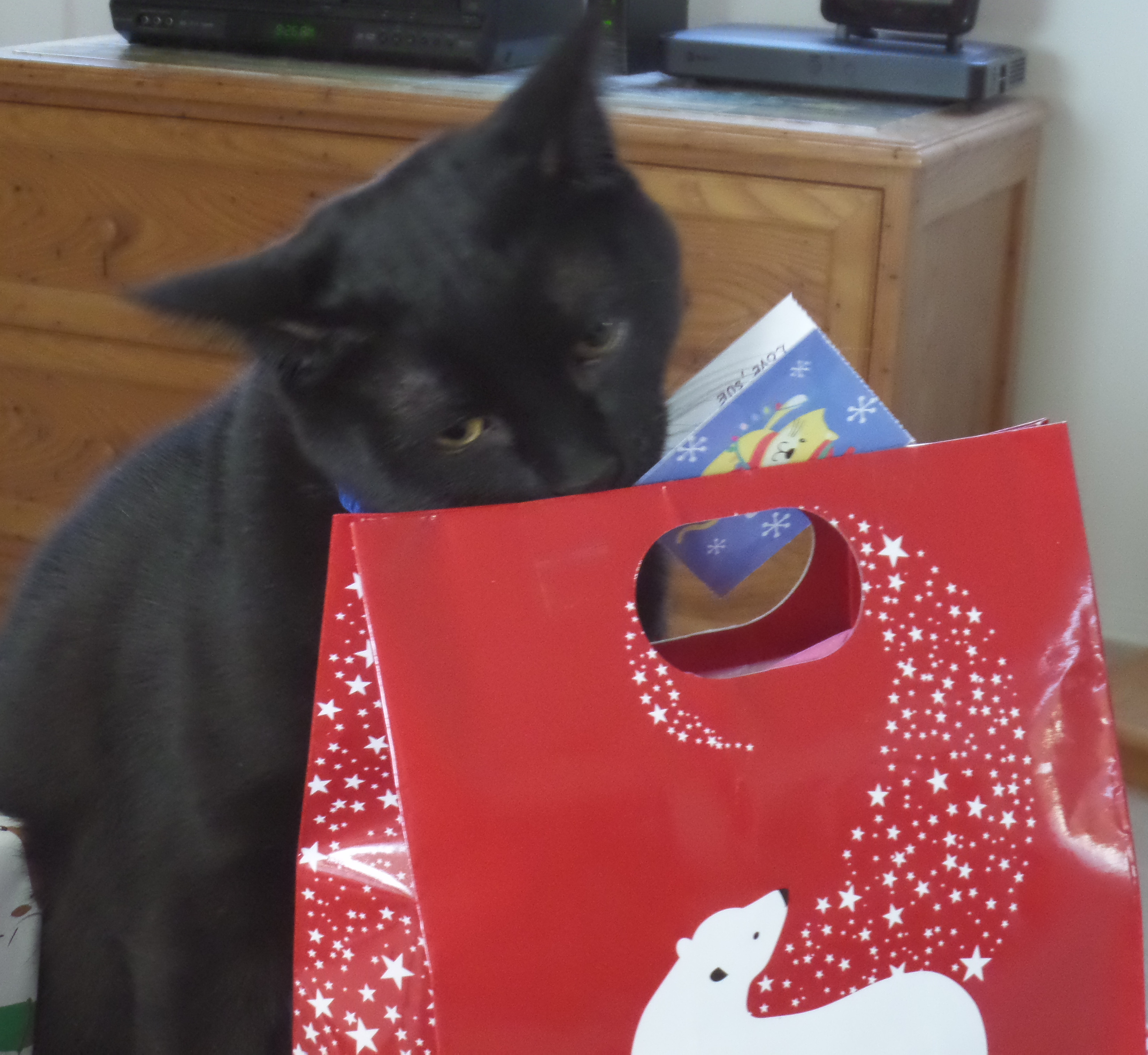 Can Cats Croon Christmas Carols? – Cat a(s) Tonic