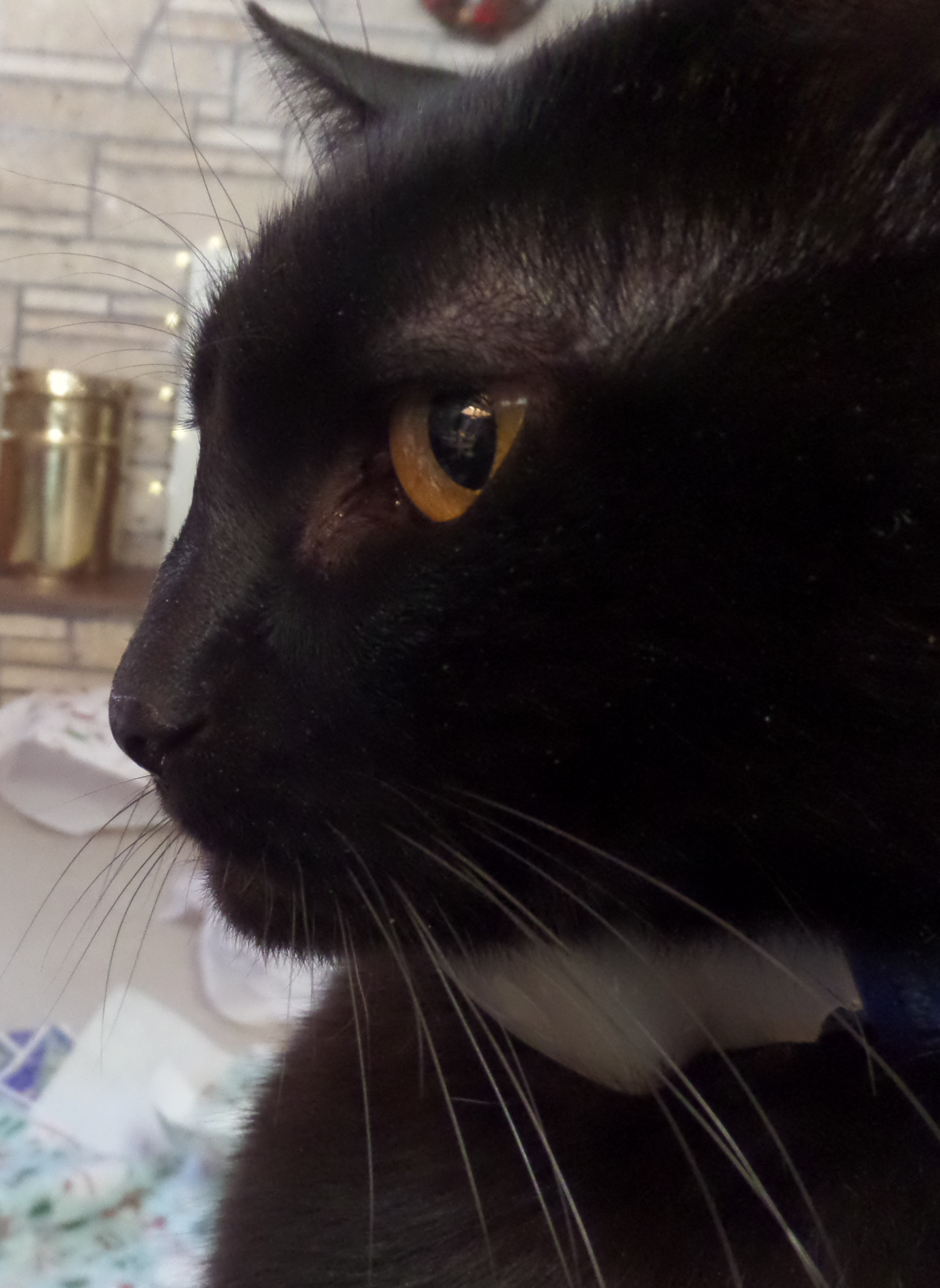Can Cats Croon Christmas Carols? – Cat a(s) Tonic