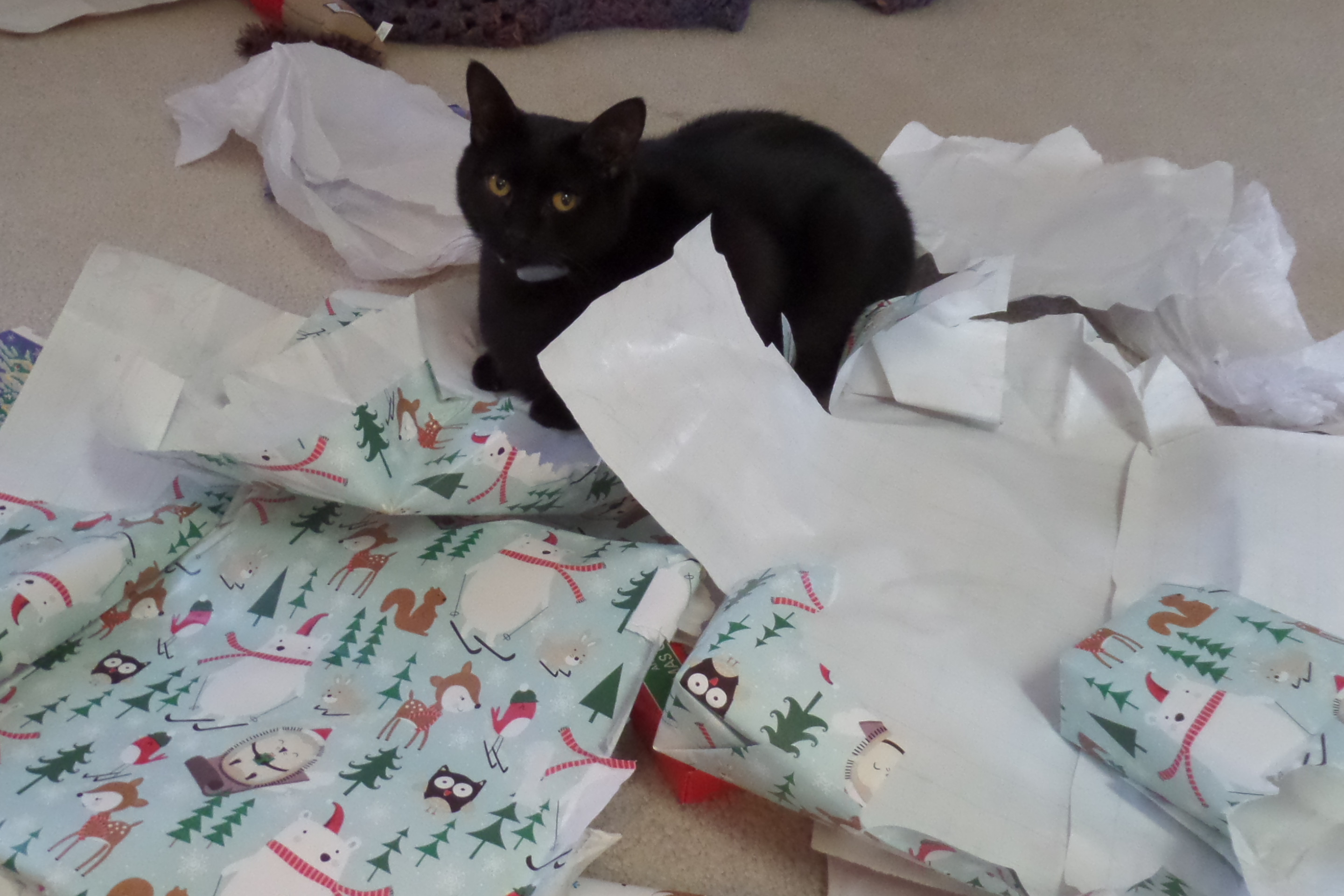 Can Cats Croon Christmas Carols? – Cat a(s) Tonic