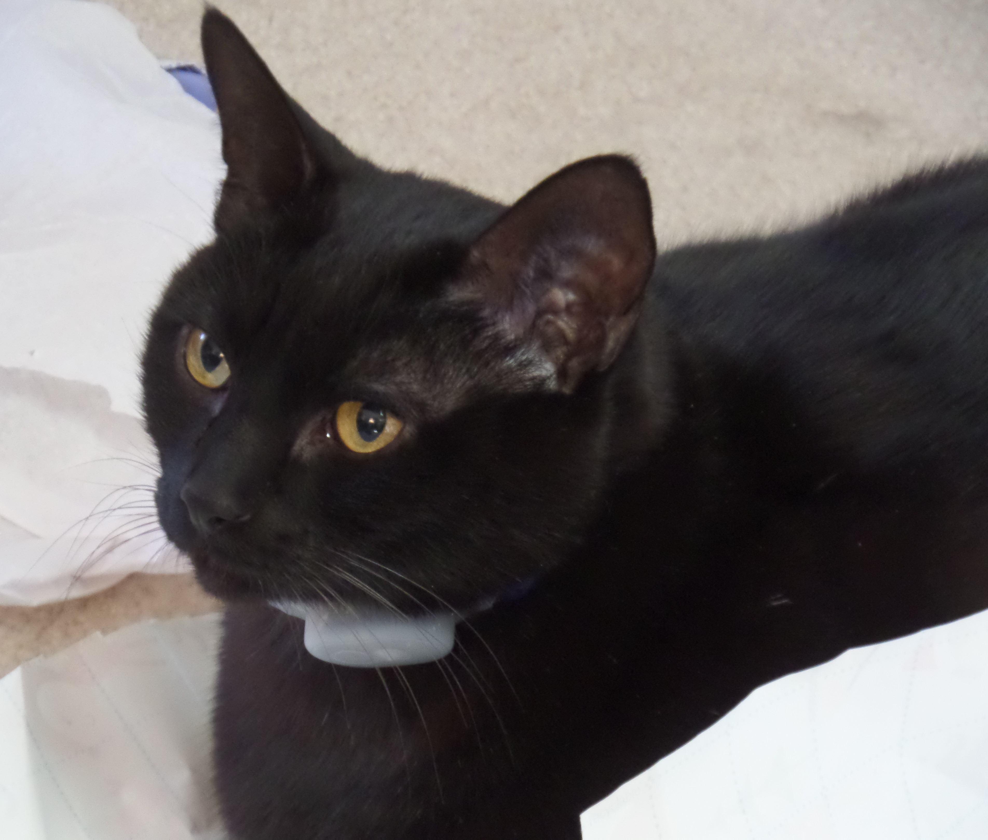 Can Cats Croon Christmas Carols? – Cat a(s) Tonic