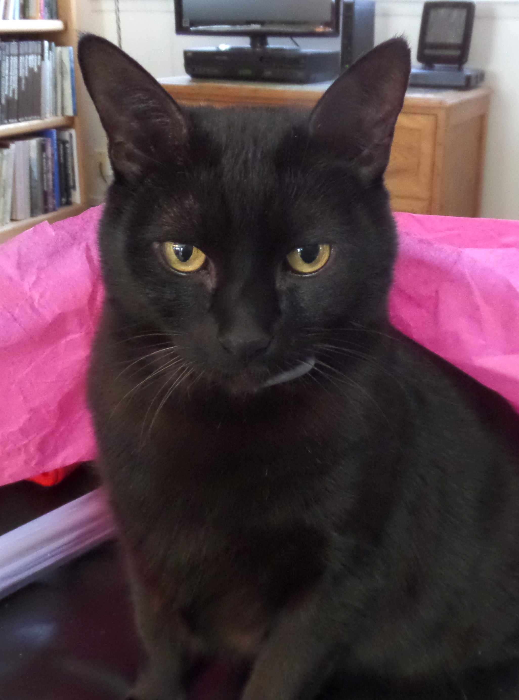 Can Cats Croon Christmas Carols? – Cat a(s) Tonic
