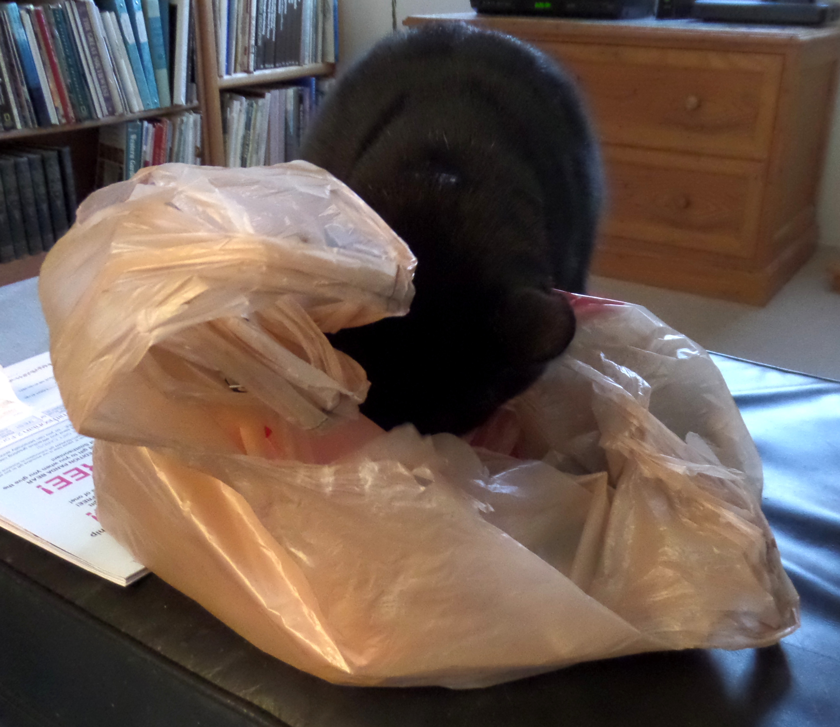 Can Cats Croon Christmas Carols? – Cat a(s) Tonic