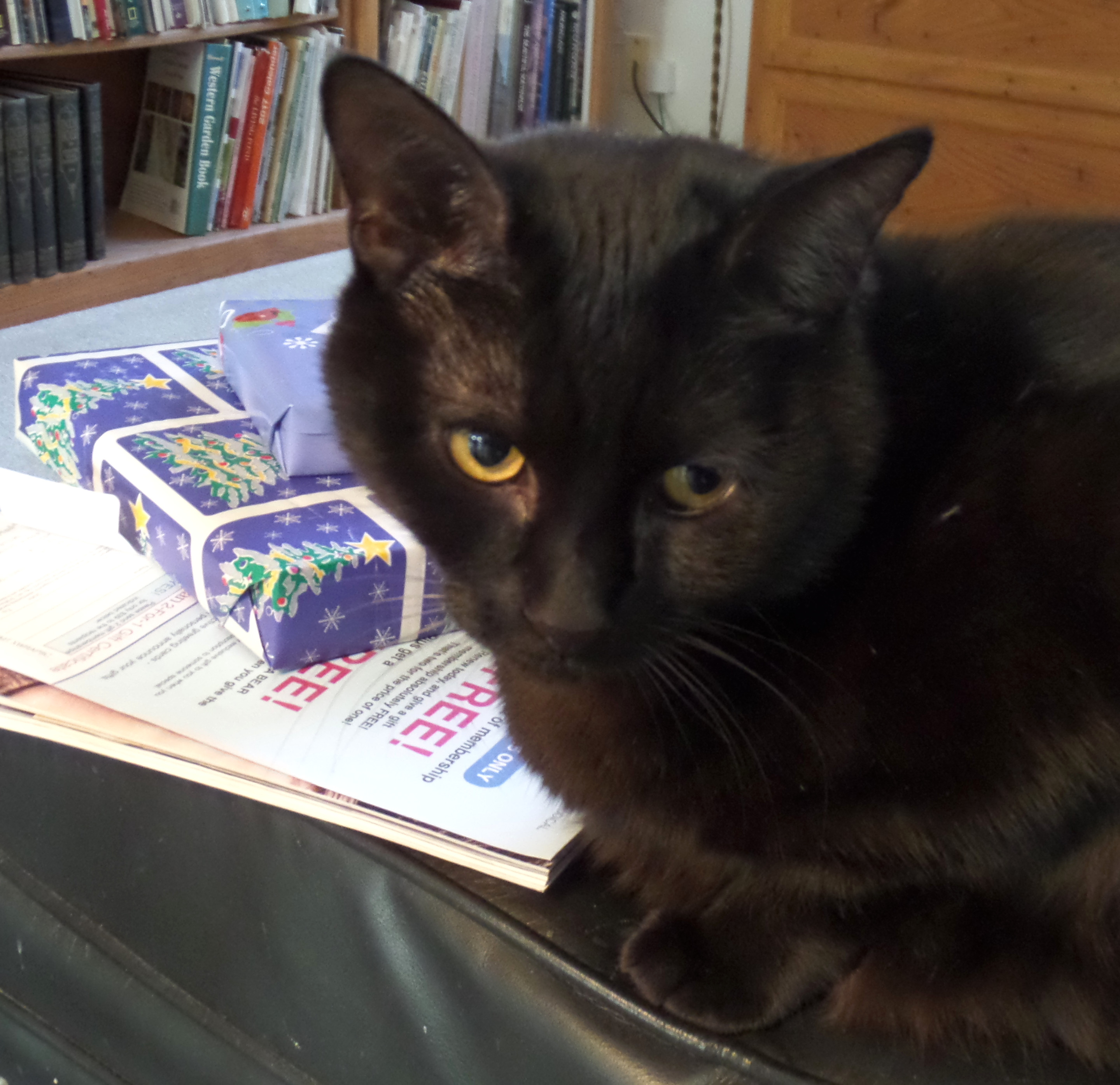 Can Cats Croon Christmas Carols? – Cat a(s) Tonic