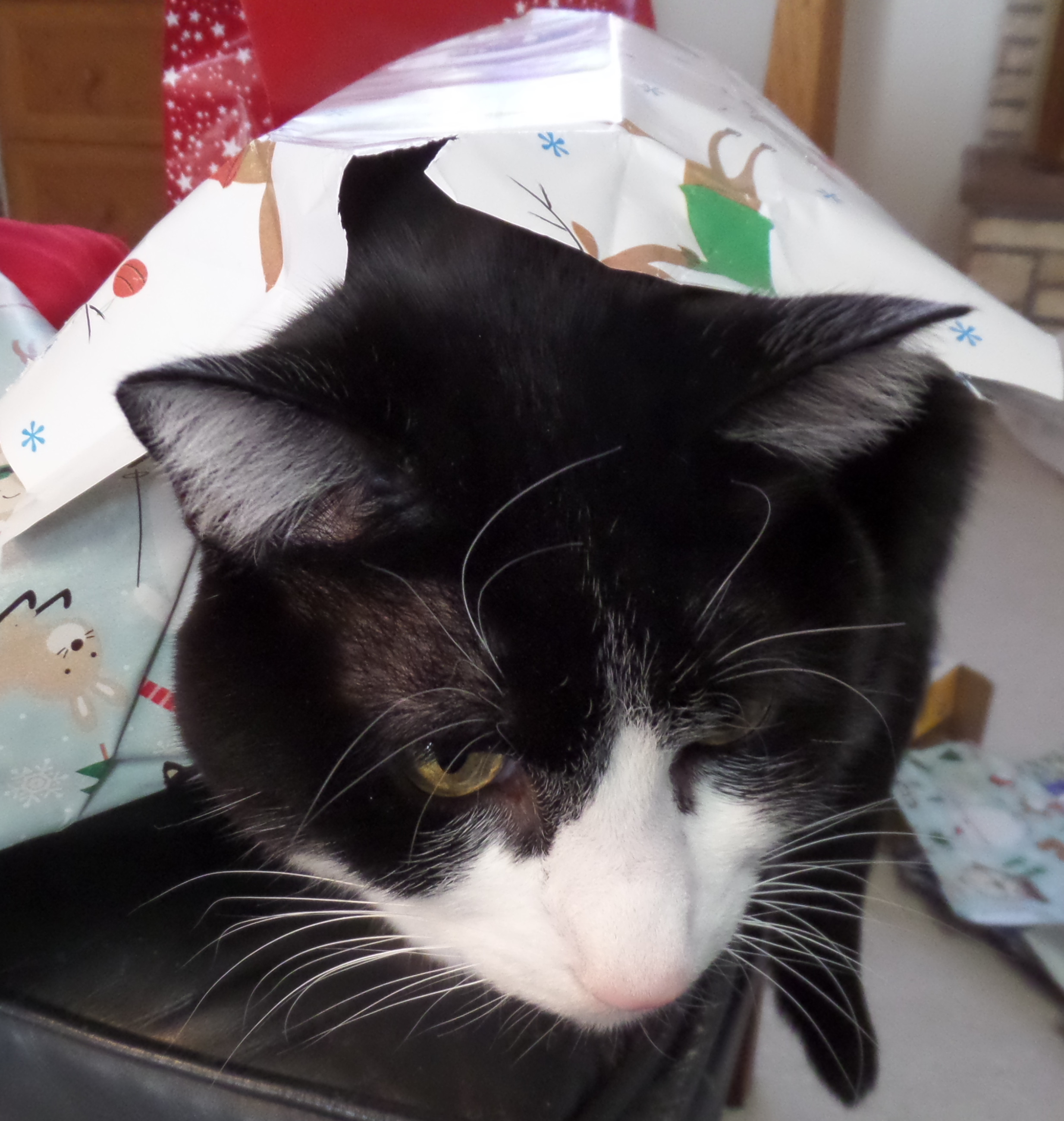 Can Cats Croon Christmas Carols? – Cat a(s) Tonic