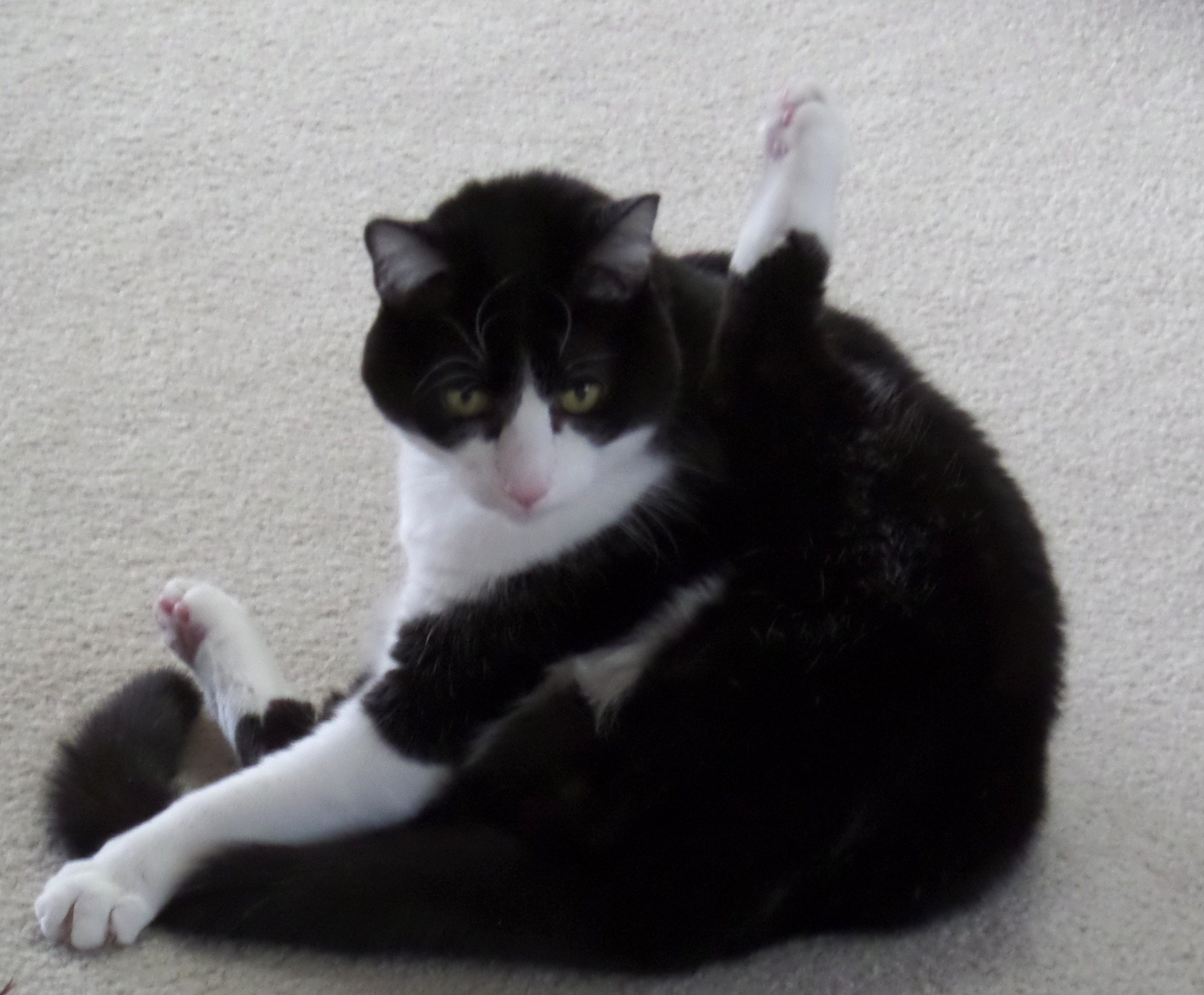 Can Cats Croon Christmas Carols? – Cat a(s) Tonic