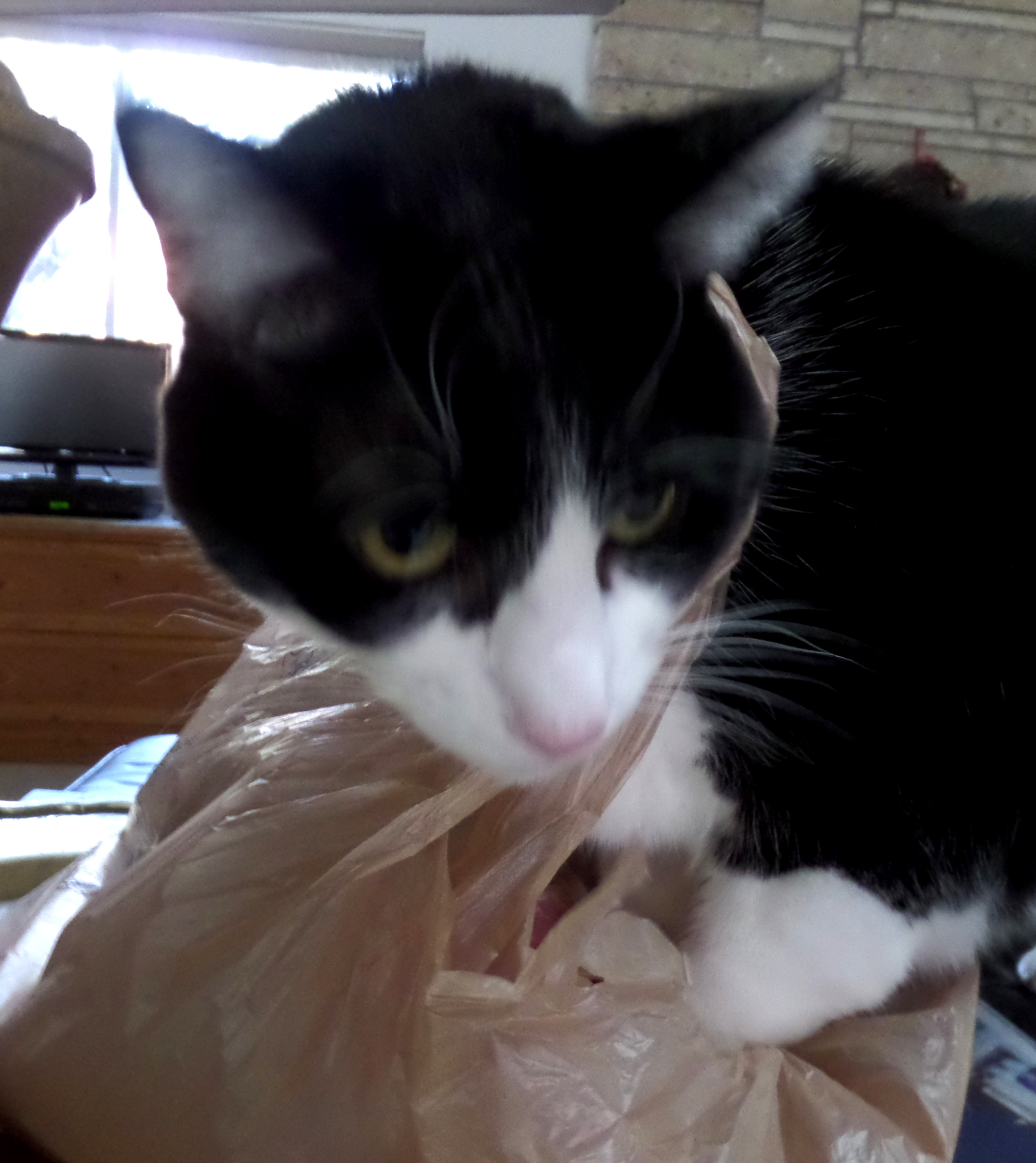 Can Cats Croon Christmas Carols? – Cat a(s) Tonic