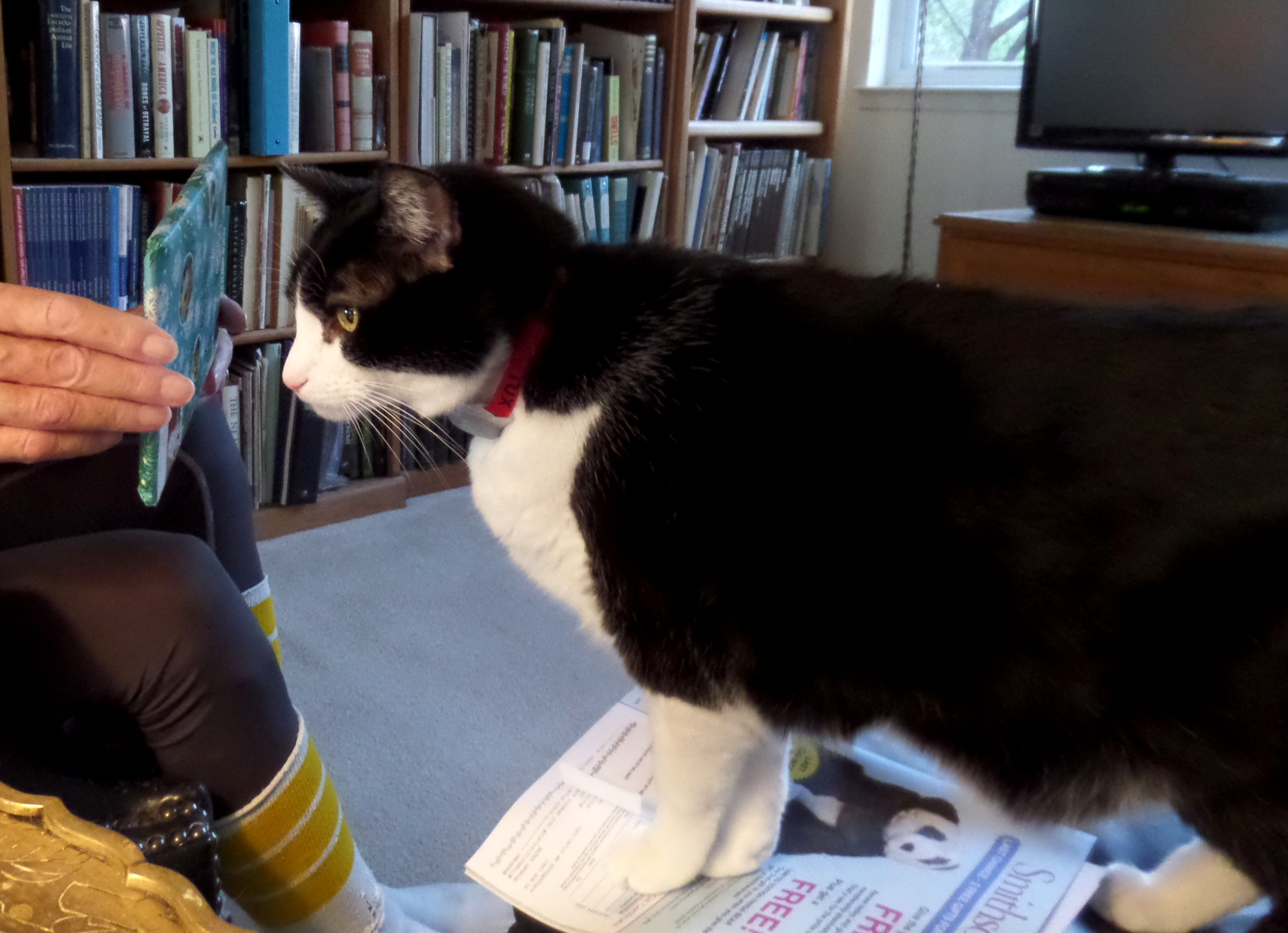 Can Cats Croon Christmas Carols? – Cat a(s) Tonic