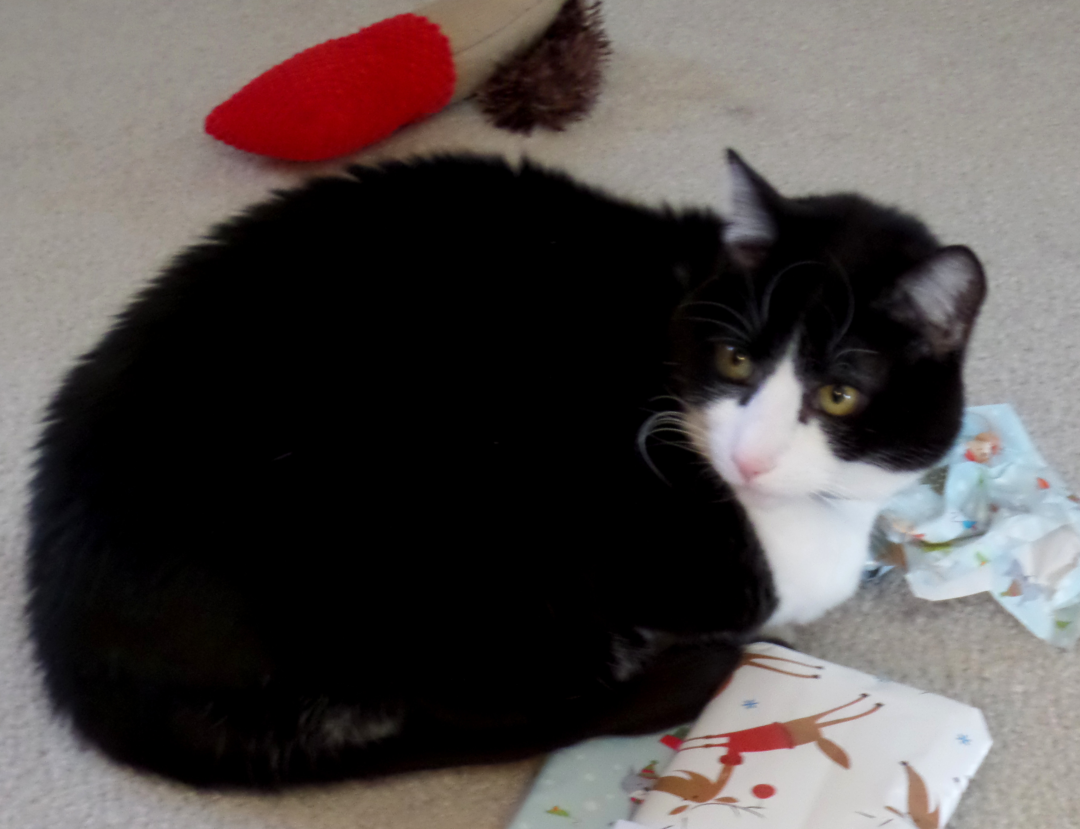 Can Cats Croon Christmas Carols? – Cat a(s) Tonic