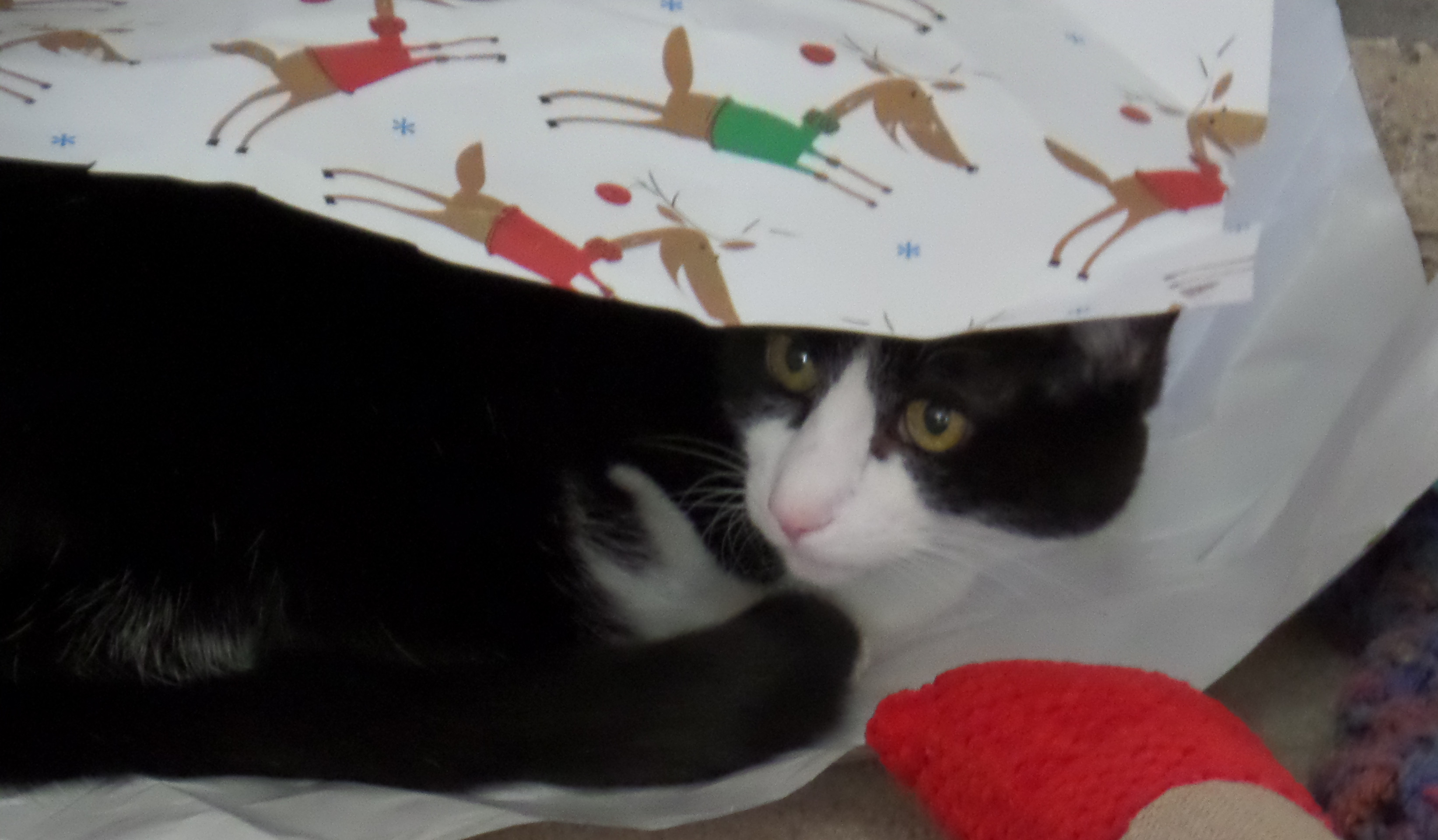 Can Cats Croon Christmas Carols? – Cat a(s) Tonic
