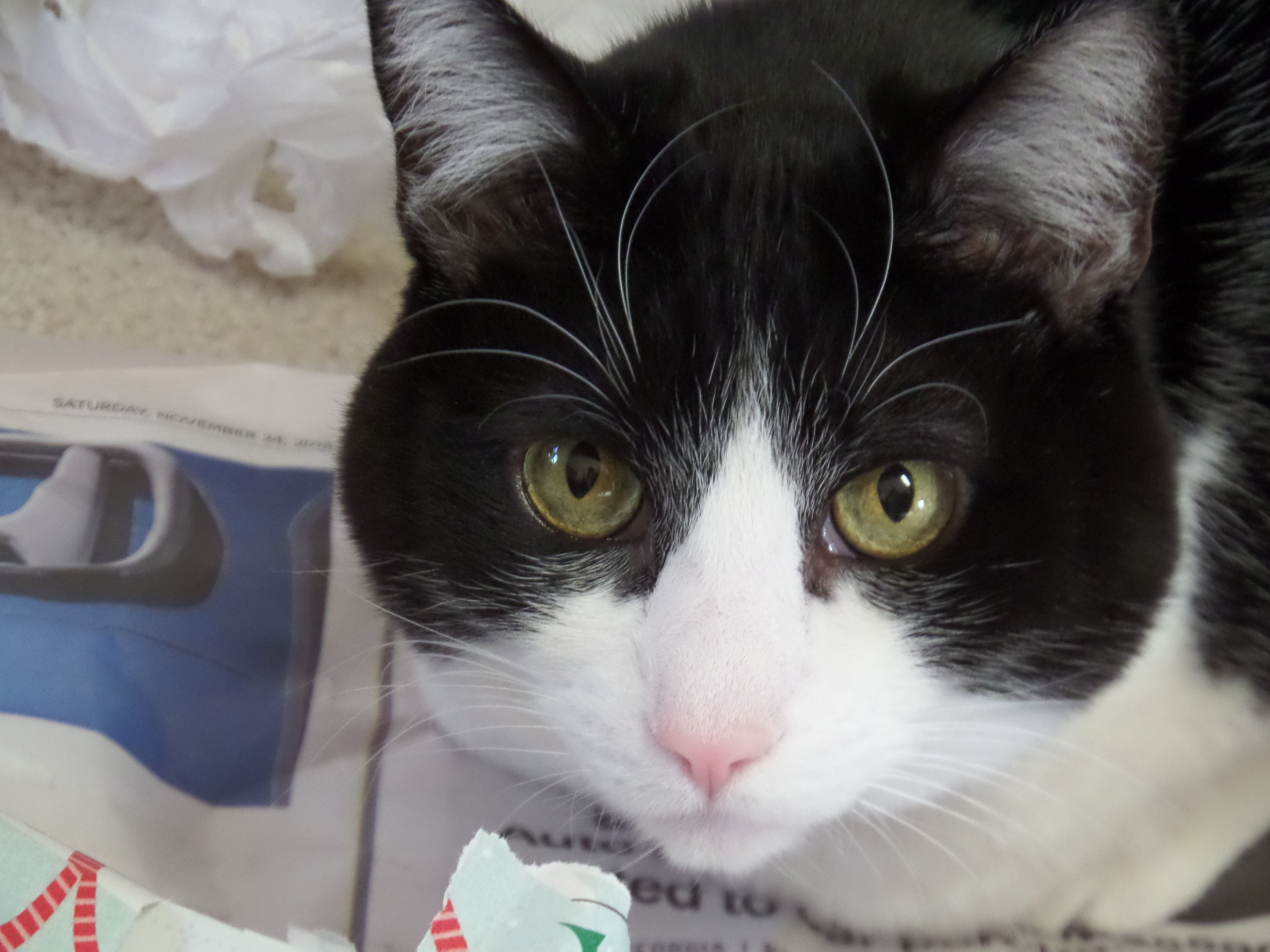 Can Cats Croon Christmas Carols? – Cat a(s) Tonic